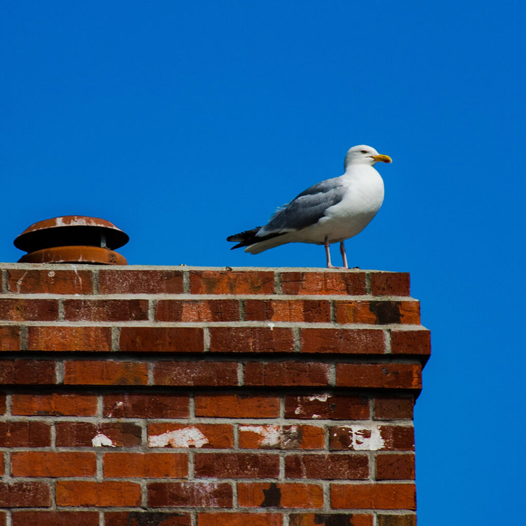 Chimney Caps Prevent Animals from Getting Into Your Chimney